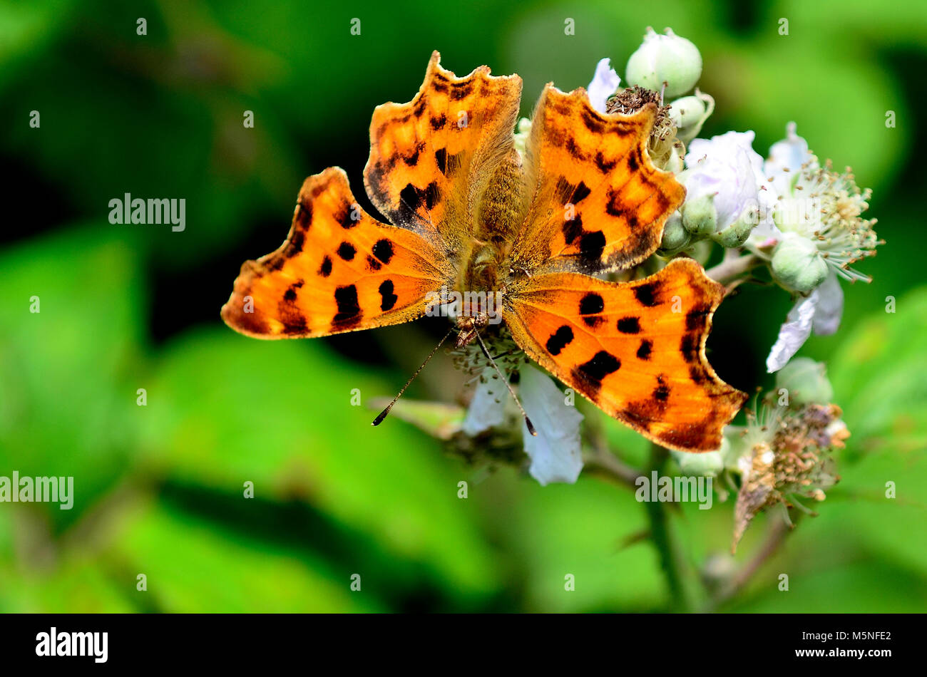 Photo of butterfly hi-res stock photography and images - Alamy