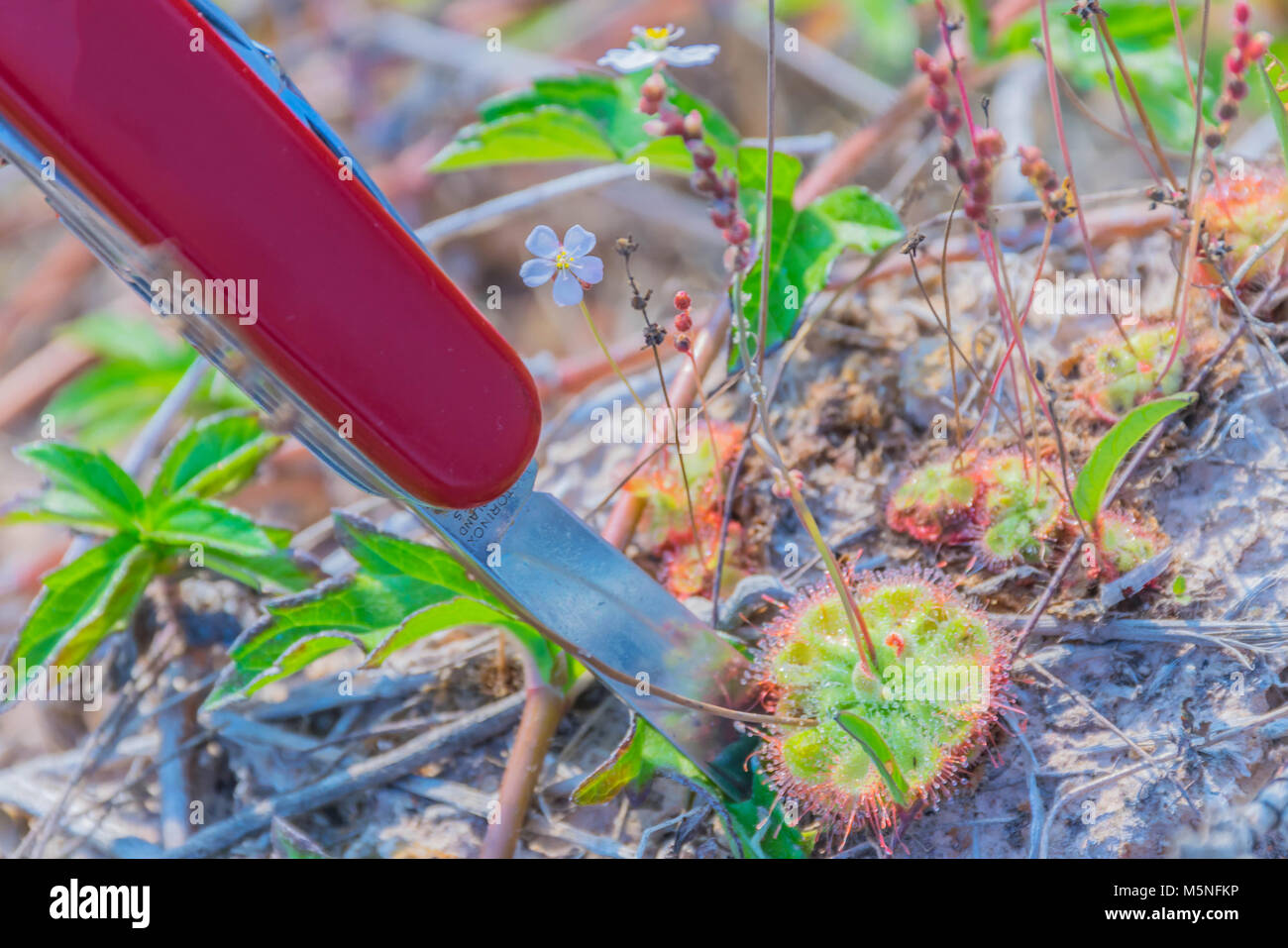 Drosera burmannii, Drosera, Droseraceae, flower plant in the floor ...