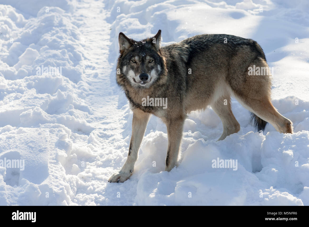 Wolf, Varg (Canis lupus Stock Photo - Alamy