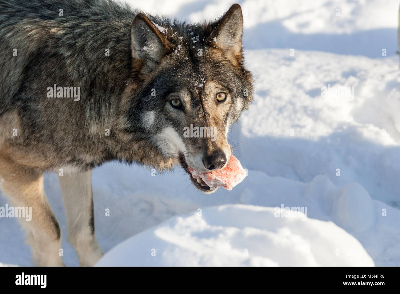 Wolf, Varg (Canis lupus Stock Photo - Alamy