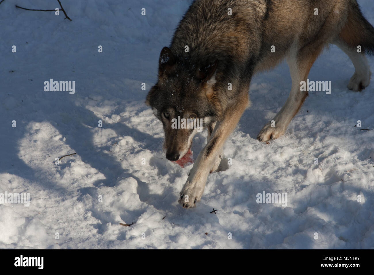 Wolf, Varg (Canis lupus Stock Photo - Alamy