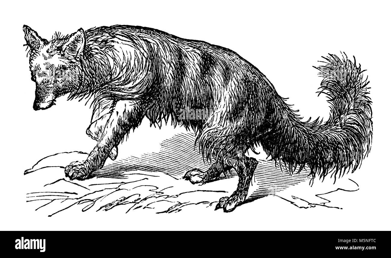 Aardwolf drawing Black and White Stock Photos & Images - Alamy