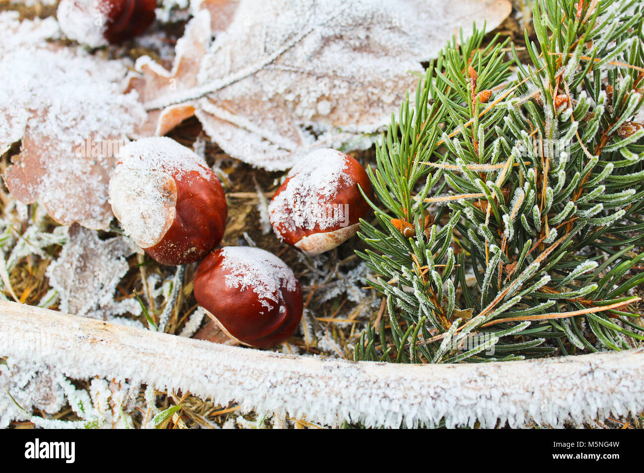Frozen leaves, chestnut, trunk and coniferous branch Stock Photo - Alamy
