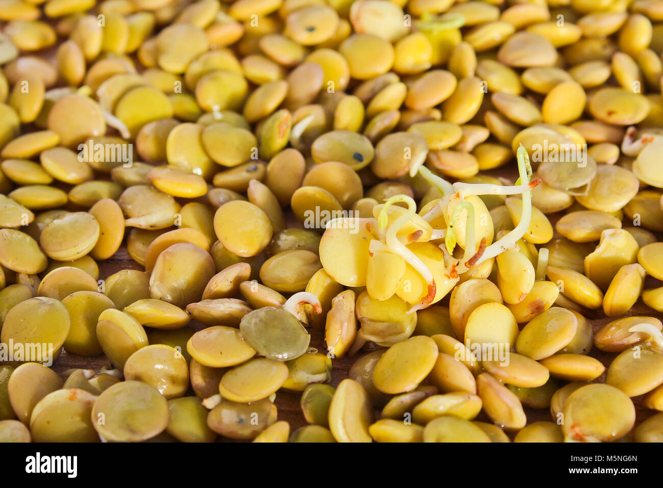 Group of germinate lentil on lentil background, health food, legume ...