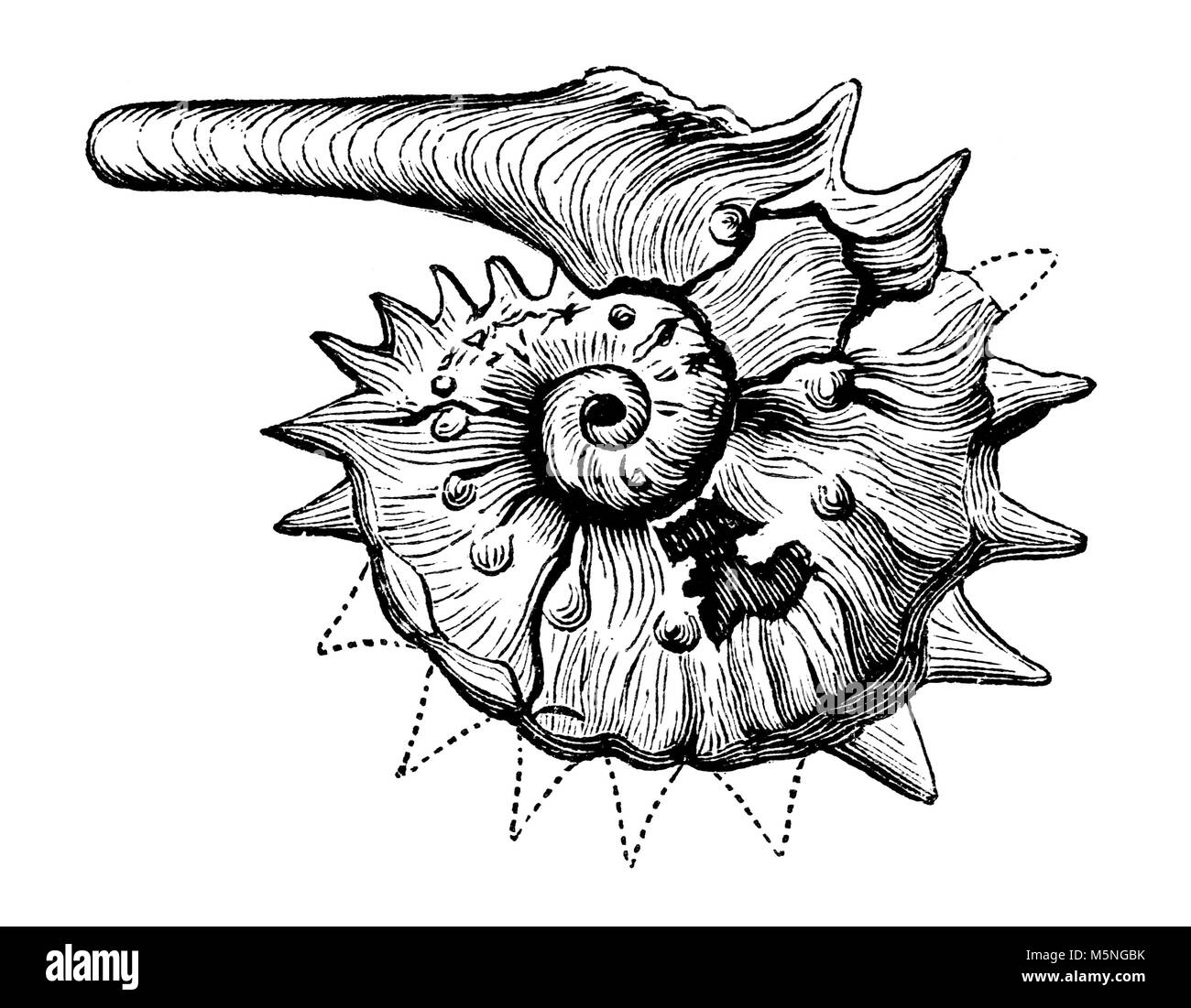 Ammonite drawing hi-res stock photography and images - Alamy