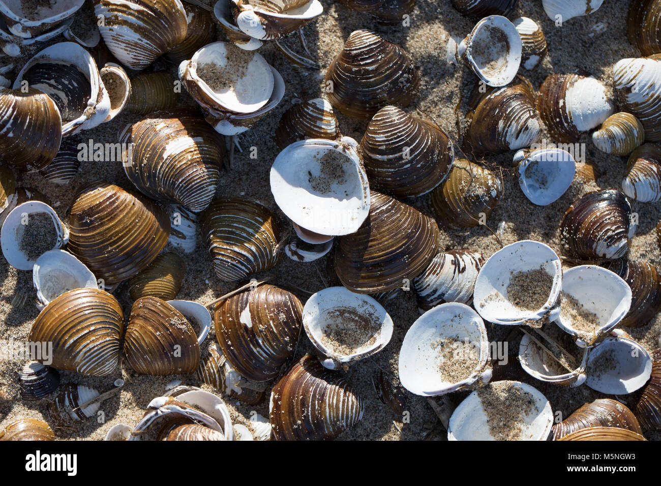 River Shells High Resolution Stock Photography and Images - Alamy
