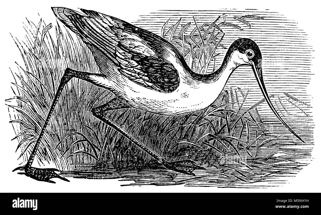 Avocet drawing Black and White Stock Photos & Images - Alamy