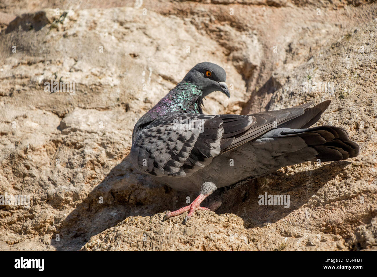 Single pigeon sitting on a rock background Stock Photo - Alamy