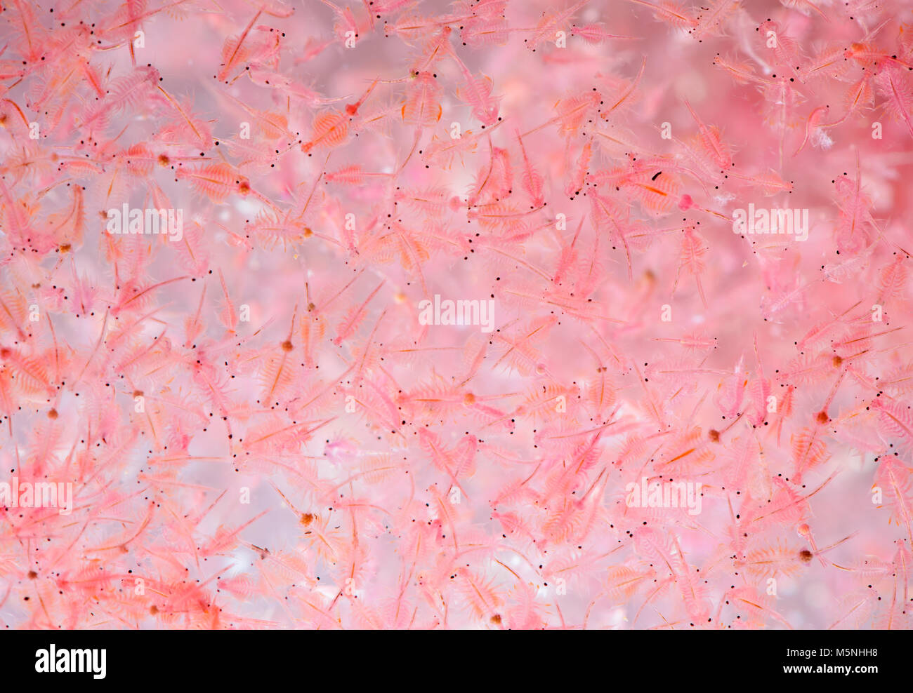 Water Flea or Daphnia Stock Photo - Alamy