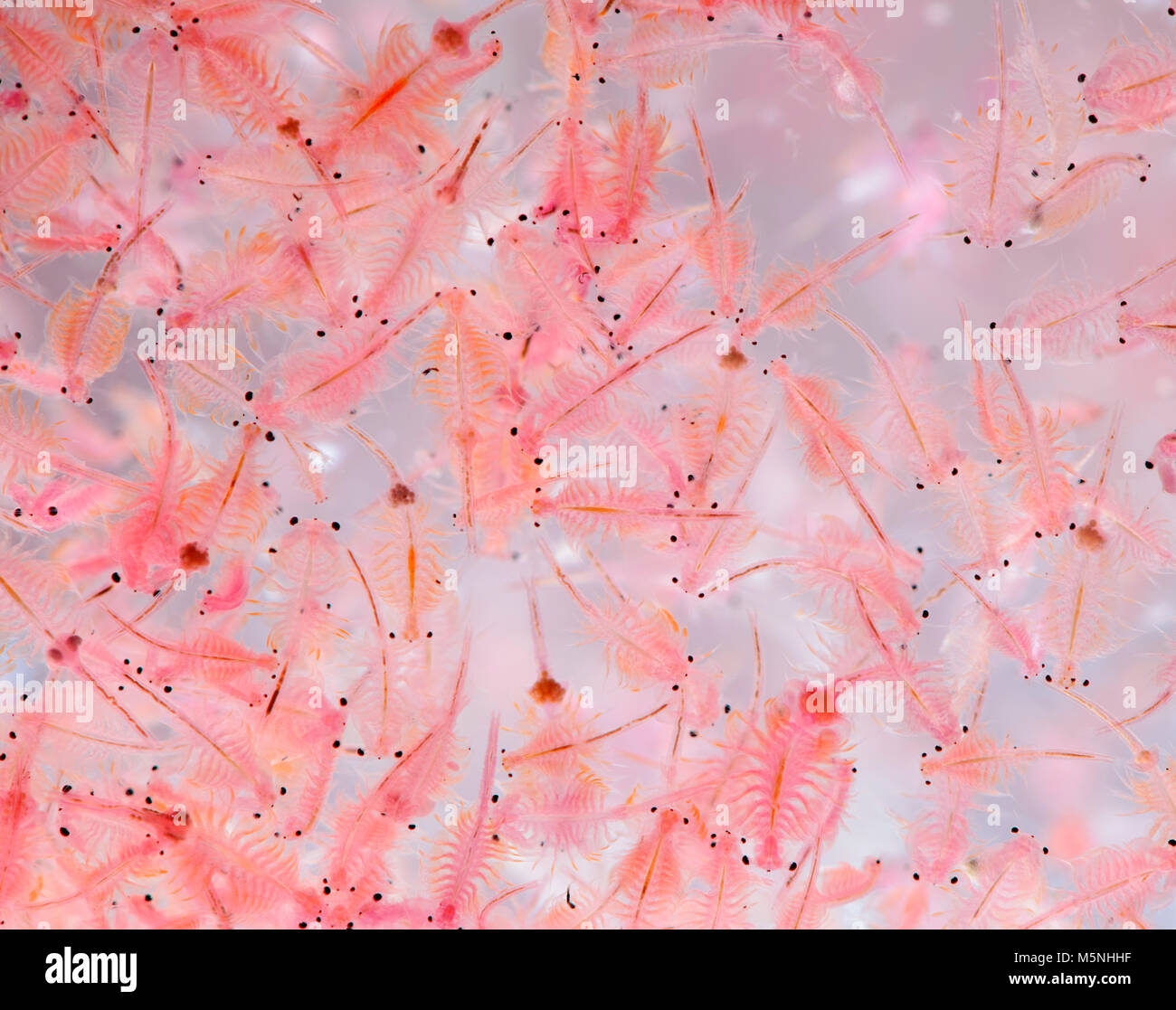 Moina macrocopa on white background Stock Photo - Alamy