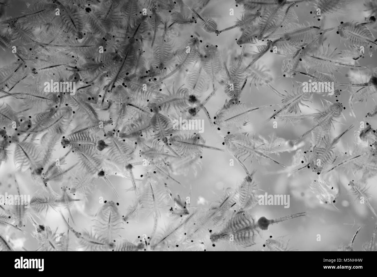 Plankton on white background Stock Photo - Alamy