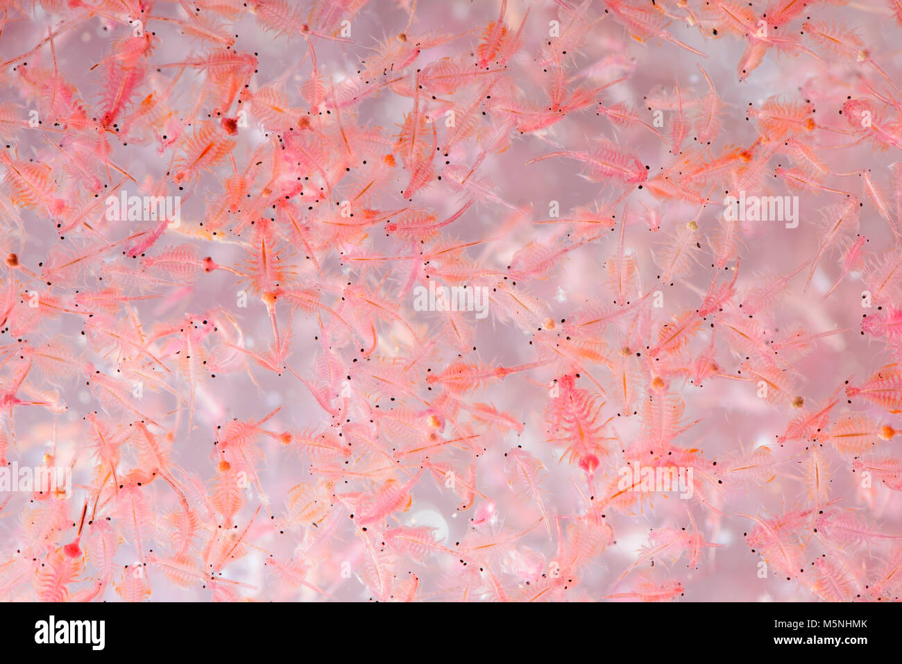Water Flea Stock Photos & Water Flea Stock Images - Alamy