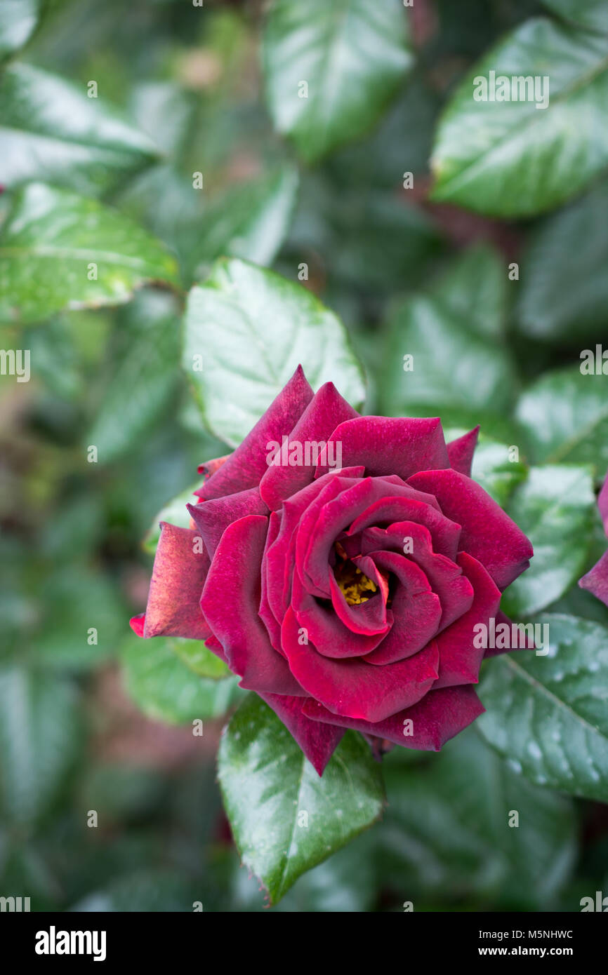 Beautiful colorful Rose Flower on garden background Stock Photo - Alamy