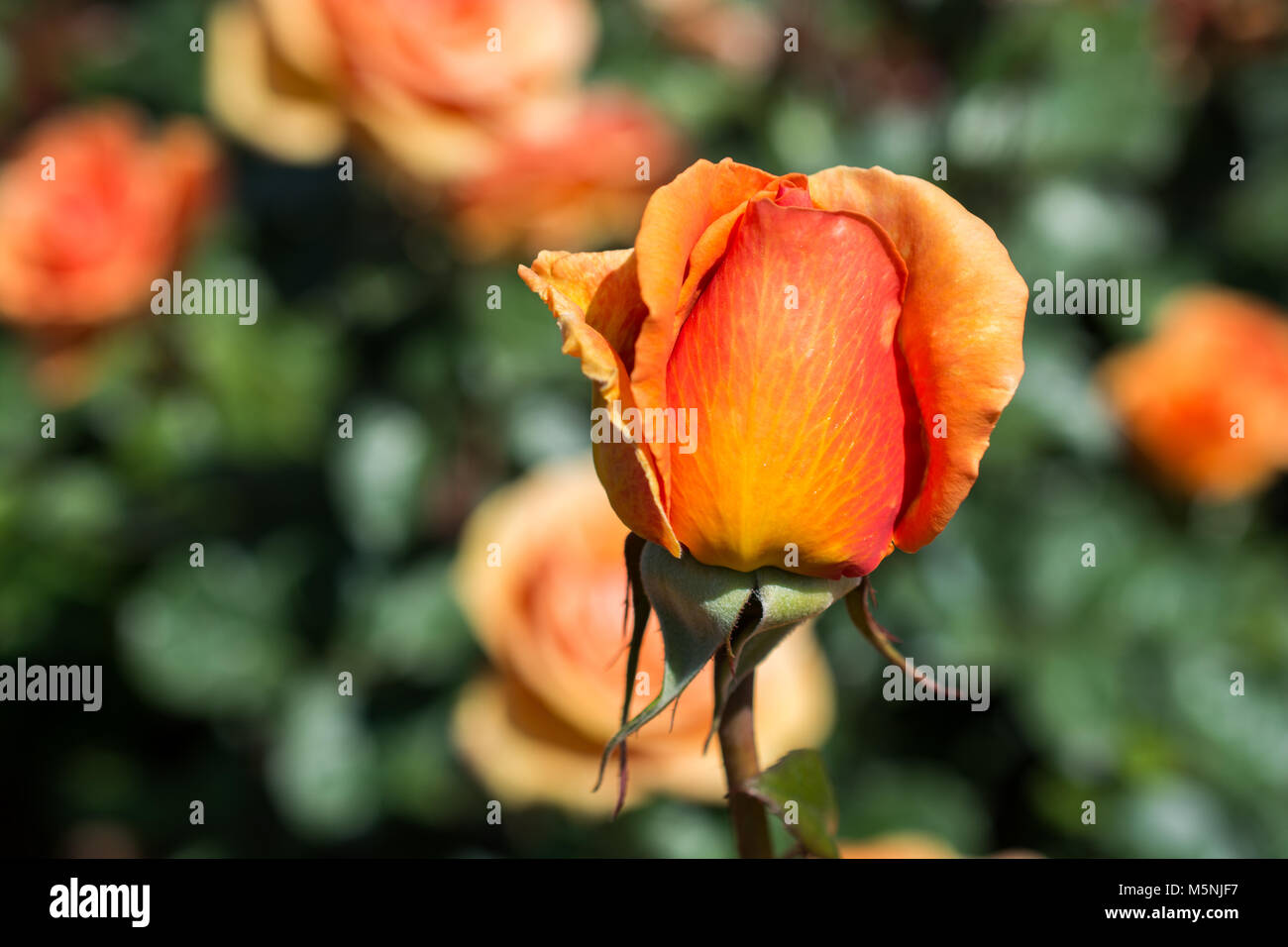 Beautiful colorful Rose Flower on garden background Stock Photo - Alamy