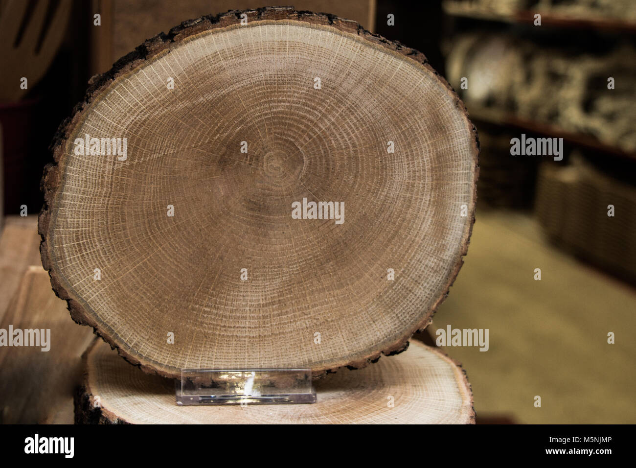 Cut tree stump in view outdoors Stock Photo - Alamy