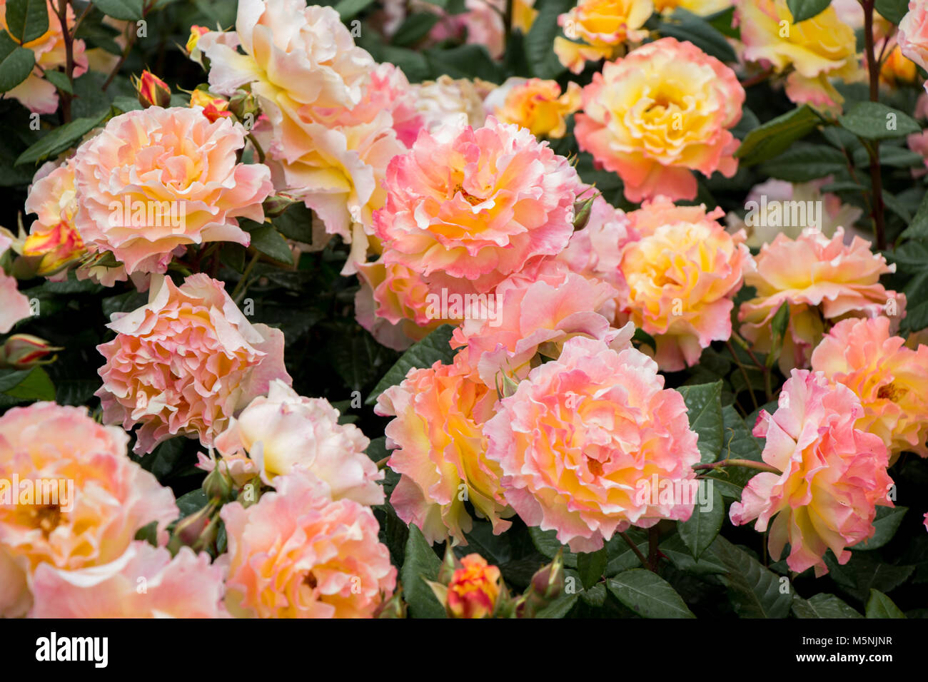 Blooming beautiful colorful roses in the garden background Stock Photo ...
