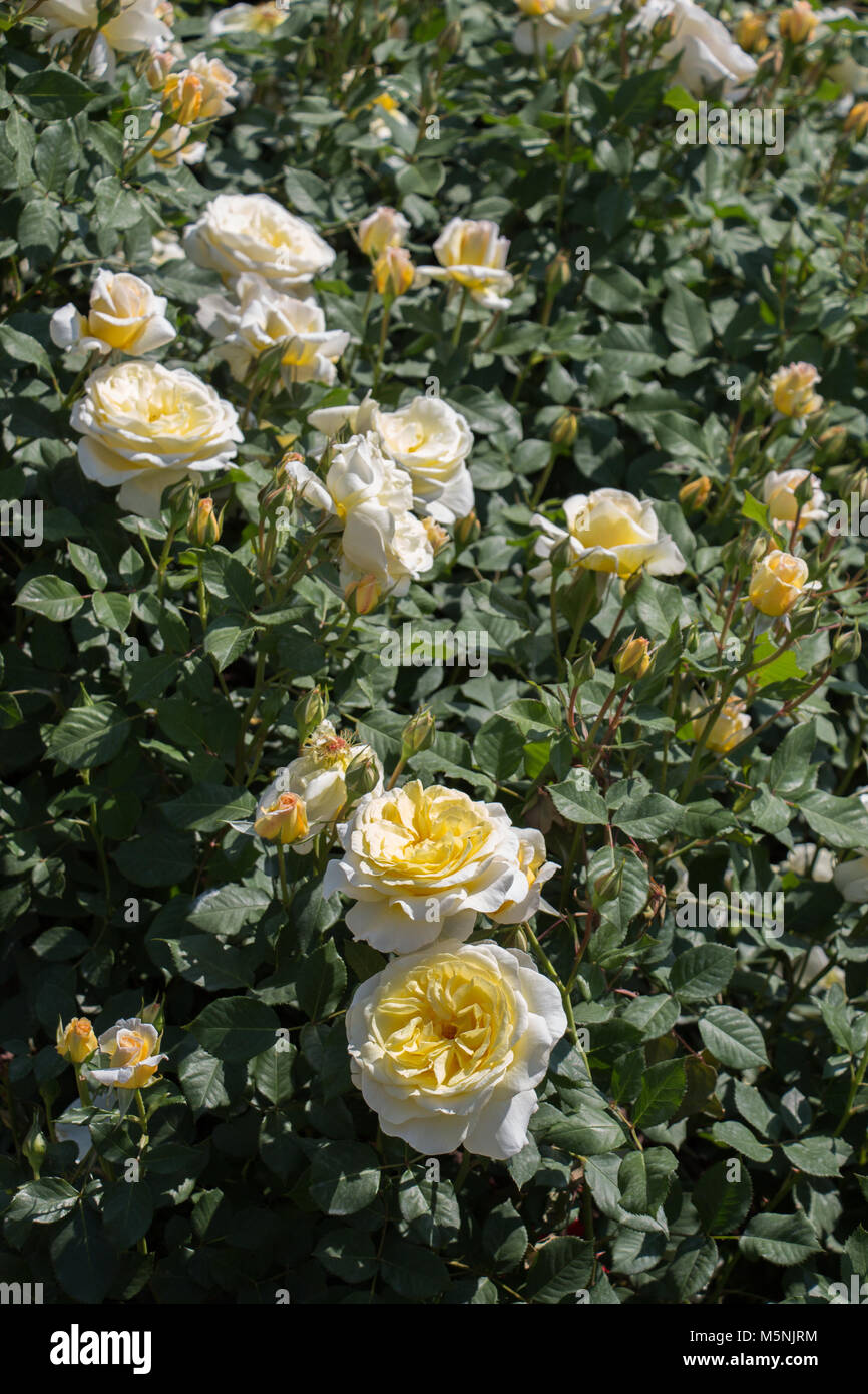 Blooming beautiful colorful roses in the garden background Stock Photo ...