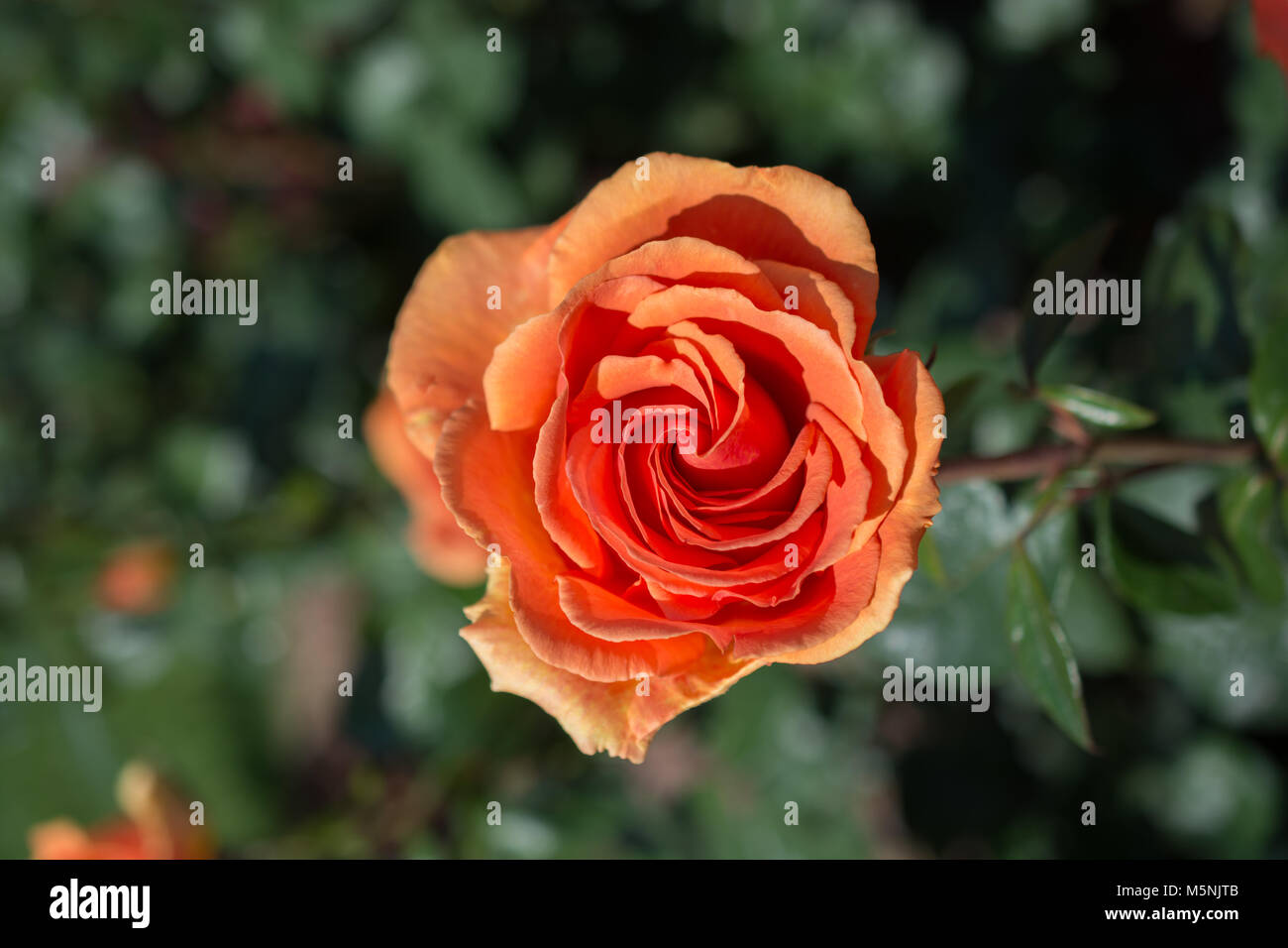 Beautiful colorful Rose Flower on garden background Stock Photo - Alamy