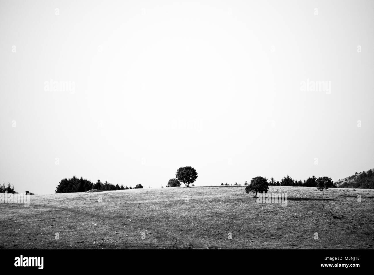 Trees on hilltop Stock Photo - Alamy
