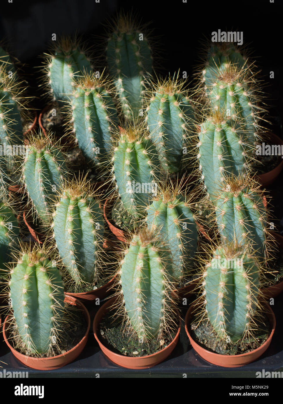 Little colorful cactus plant in a small pot Stock Photo - Alamy