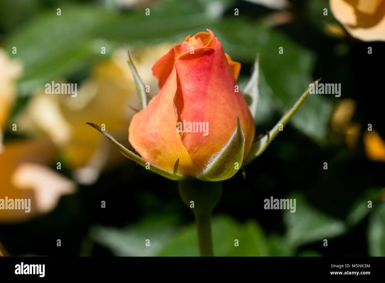 Beautiful colorful Rose Flower on garden background Stock Photo - Alamy