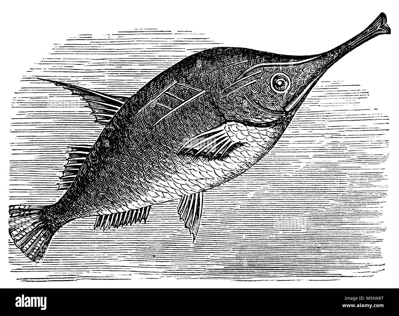 Bellows fish hi-res stock photography and images - Alamy