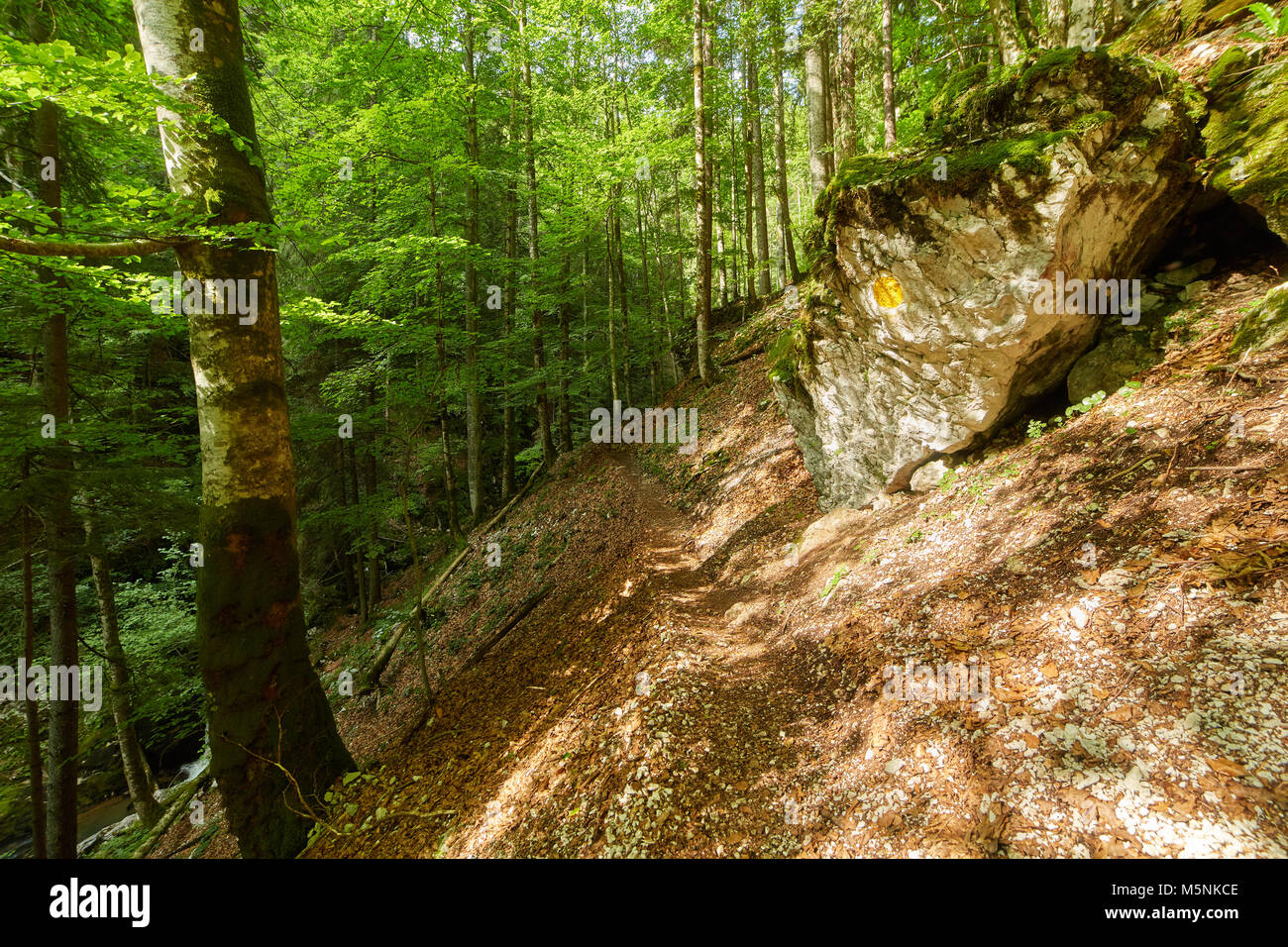 Deciduous forest with big trees and a hiking trail Stock Photo - Alamy