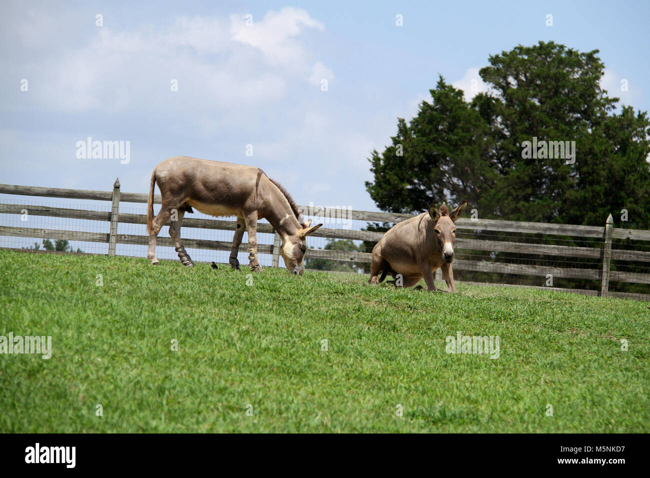 Donkeys at the farm Stock Photo - Alamy