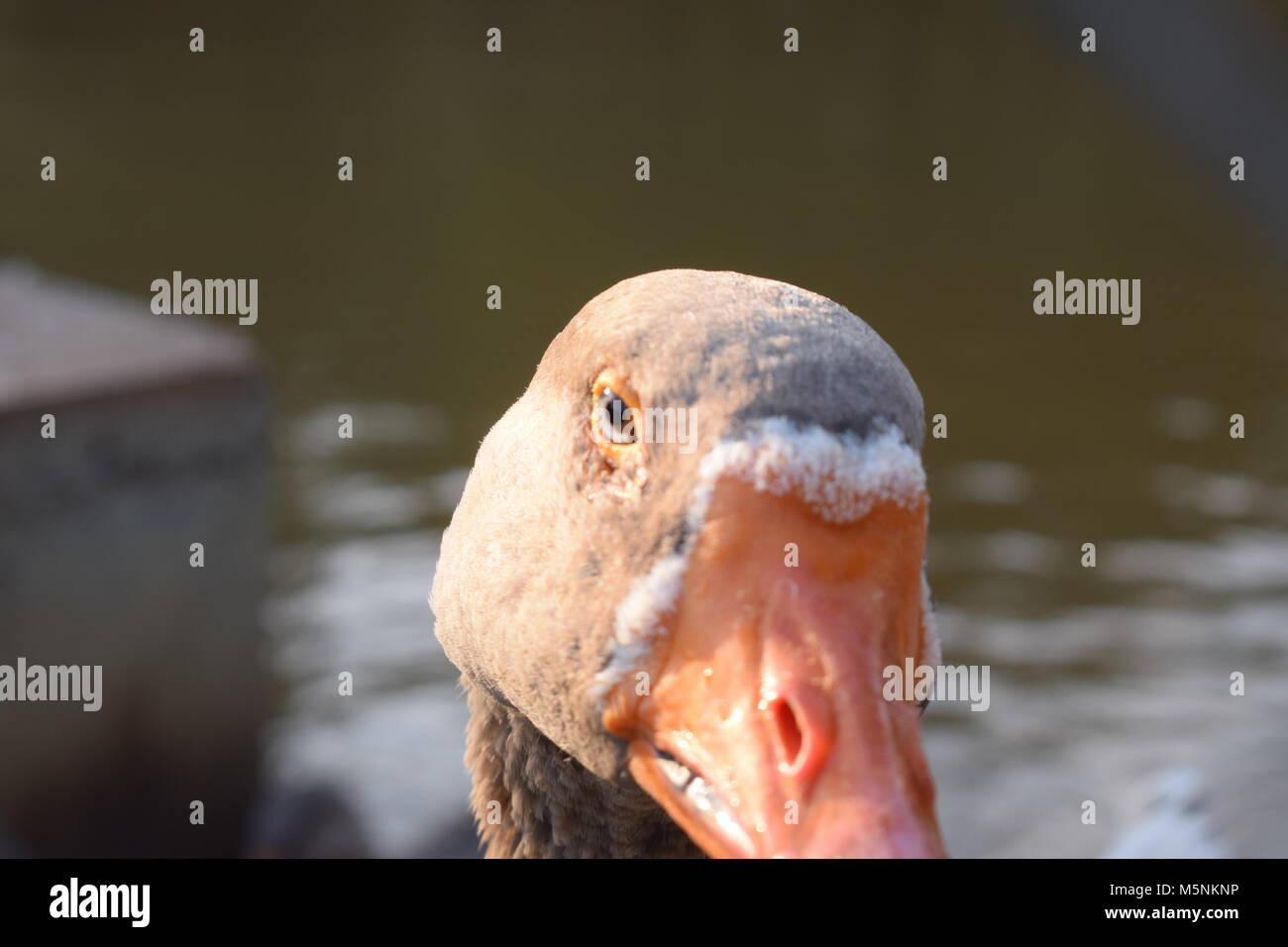 Duck beak hi-res stock photography and images - Alamy