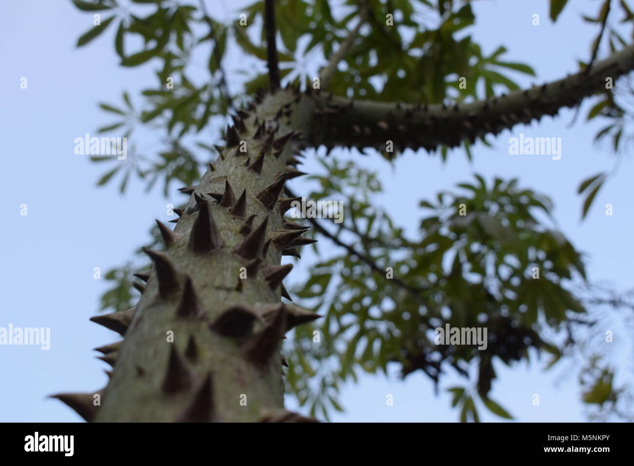 Thorny tree hi-res stock photography and images - Alamy