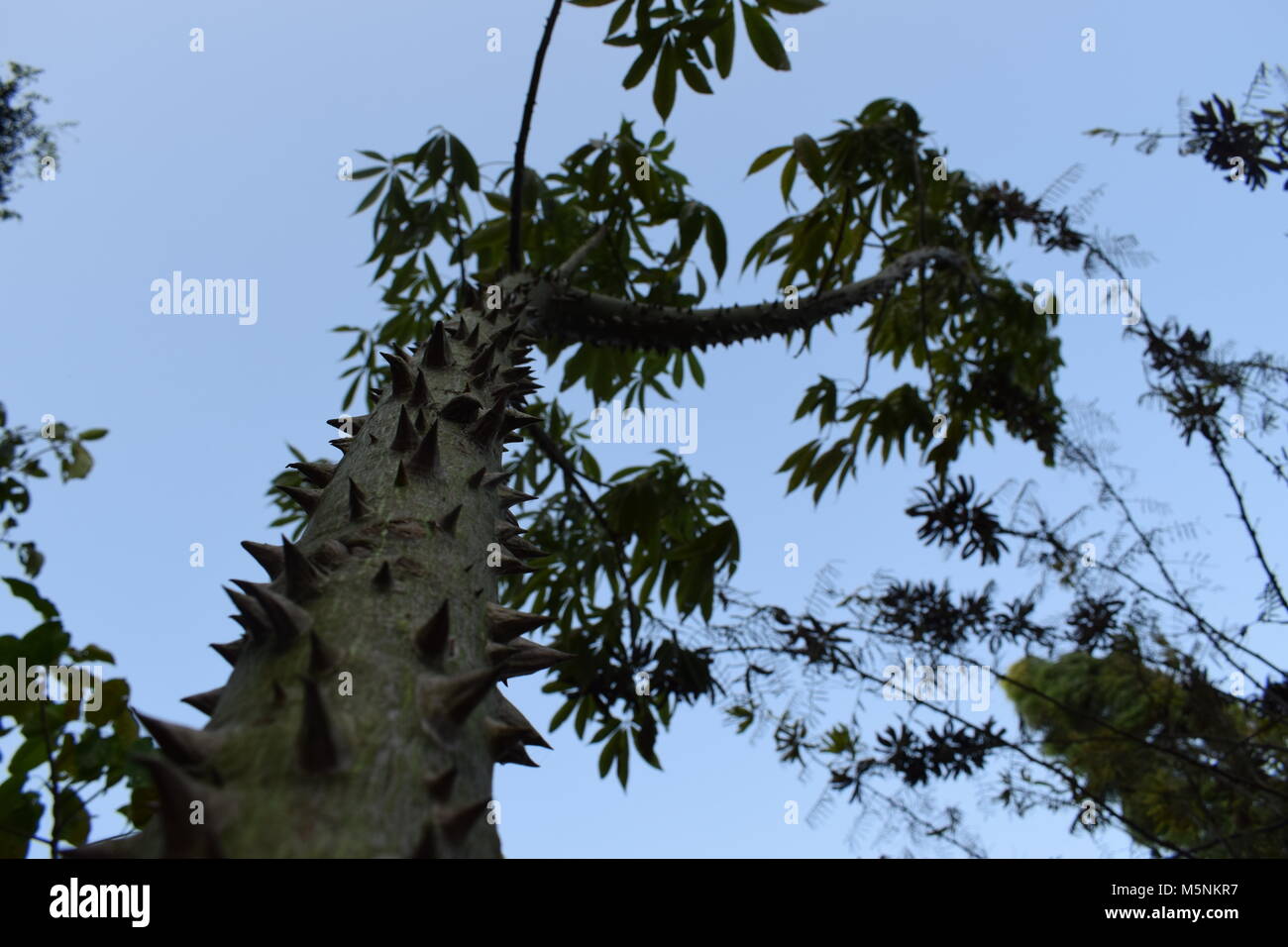 Thorny tree trunk hi-res stock photography and images - Alamy