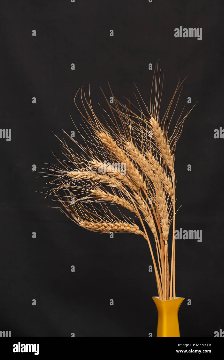 Few ears of wheat in yellow ceramic vase on dark background Stock Photo ...