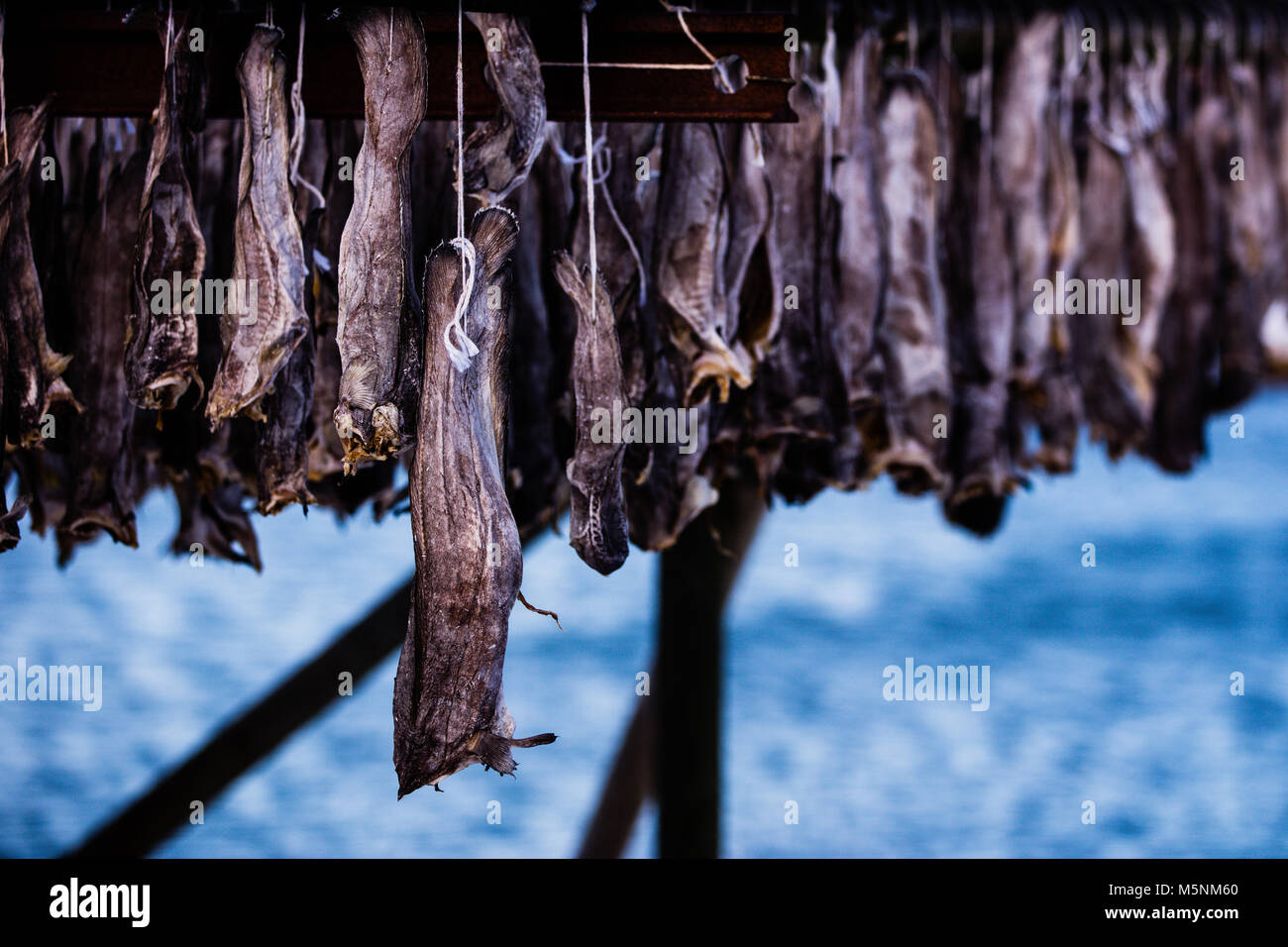 Close-up of cod drying on racks with water (blurred) in background ...