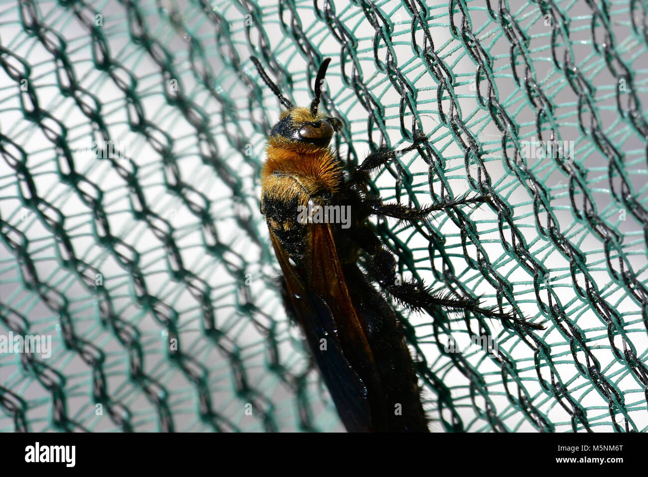 Macro photo of insects and flies looking straight into the camera Stock ...