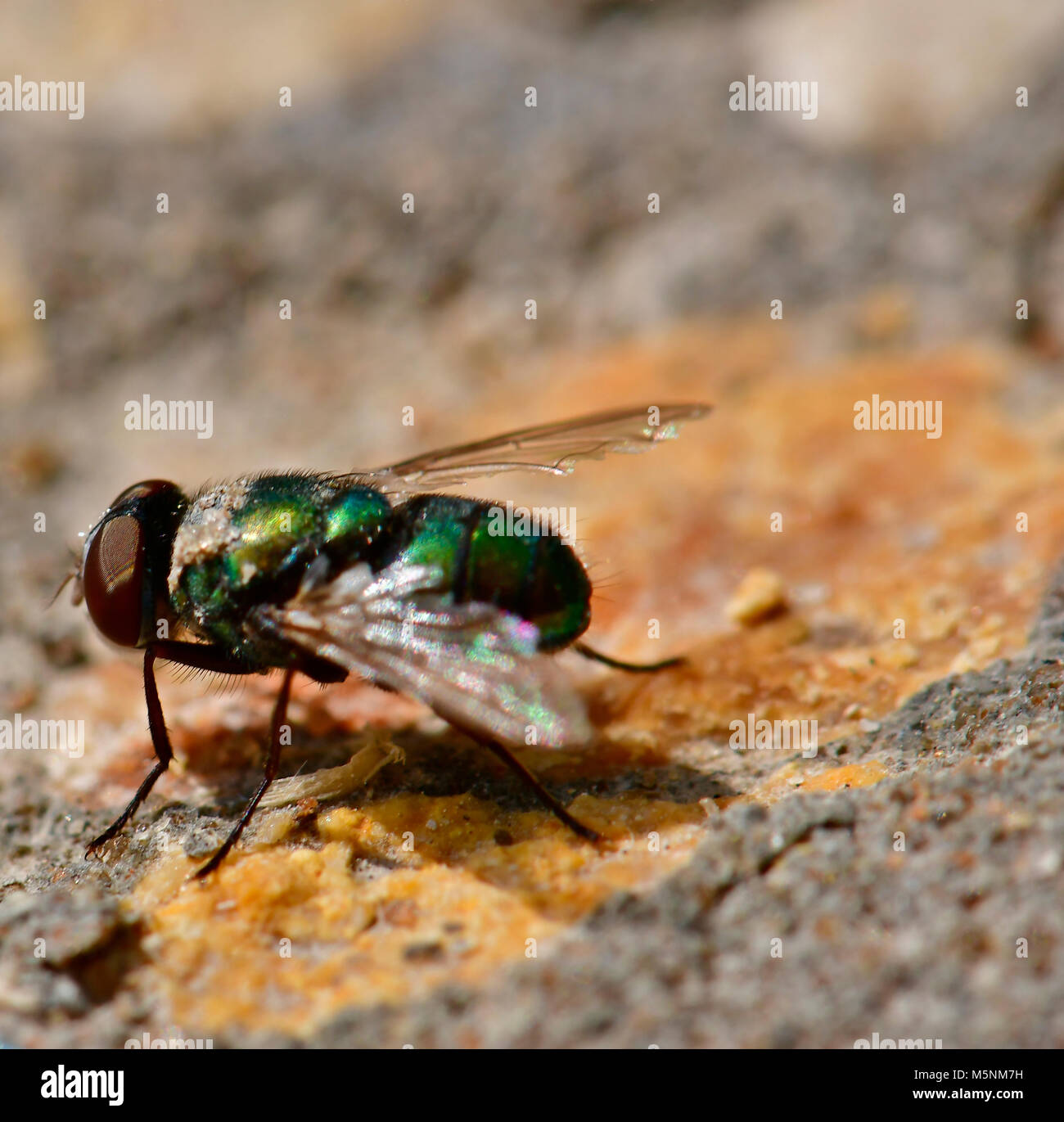 Macro photo of insects and flies looking straight into the camera Stock ...