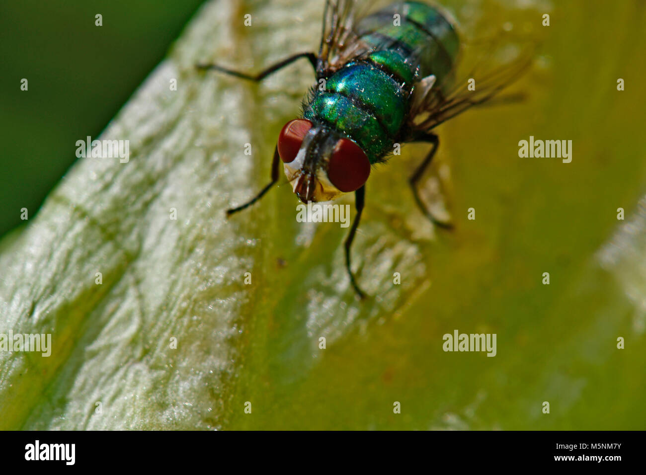 Macro photo of insects and flies looking straight into the camera Stock ...