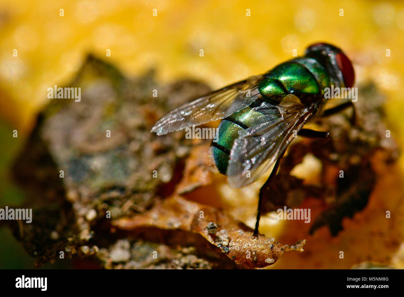 Macro photo of insects and flies looking straight into the camera Stock ...