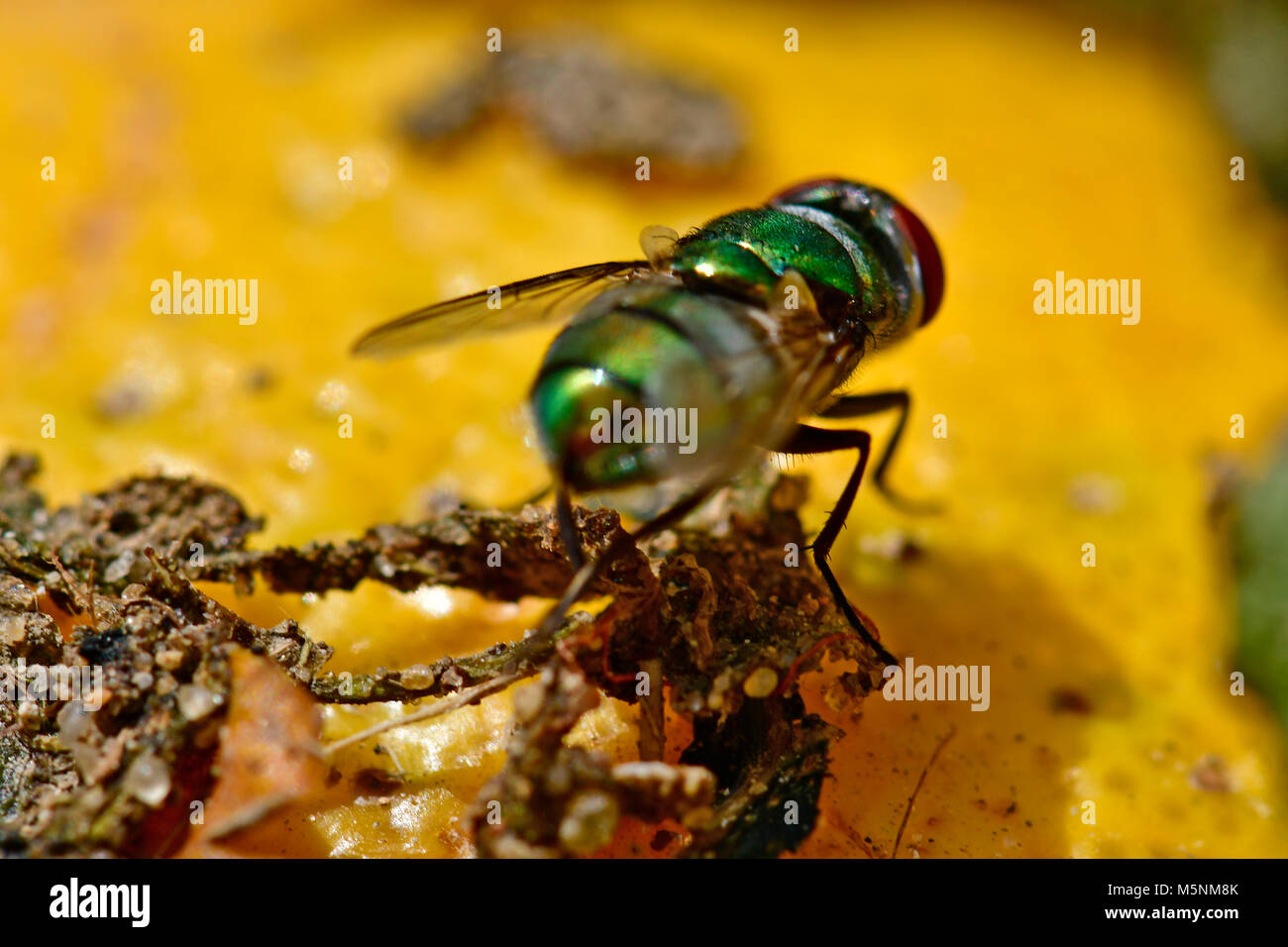 Macro photo of insects and flies looking straight into the camera Stock ...