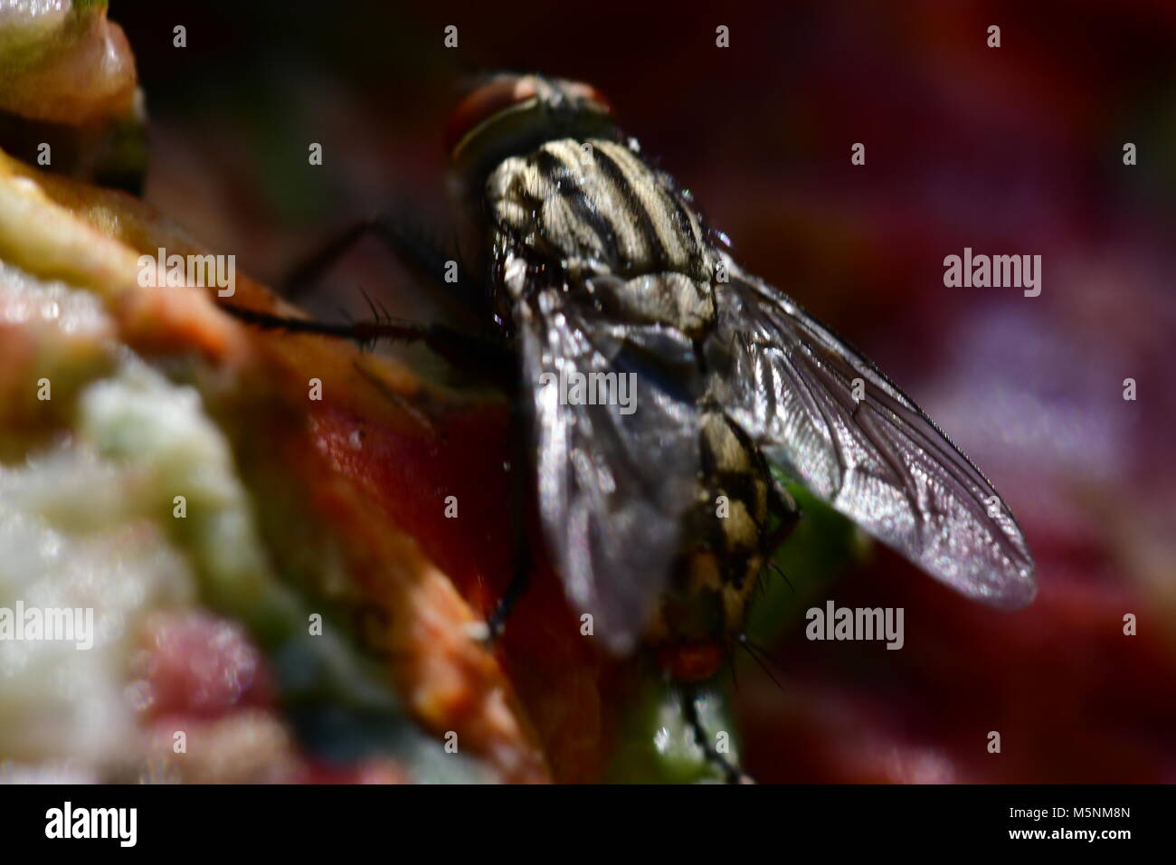 Macro photo of insects and flies looking straight into the camera Stock ...
