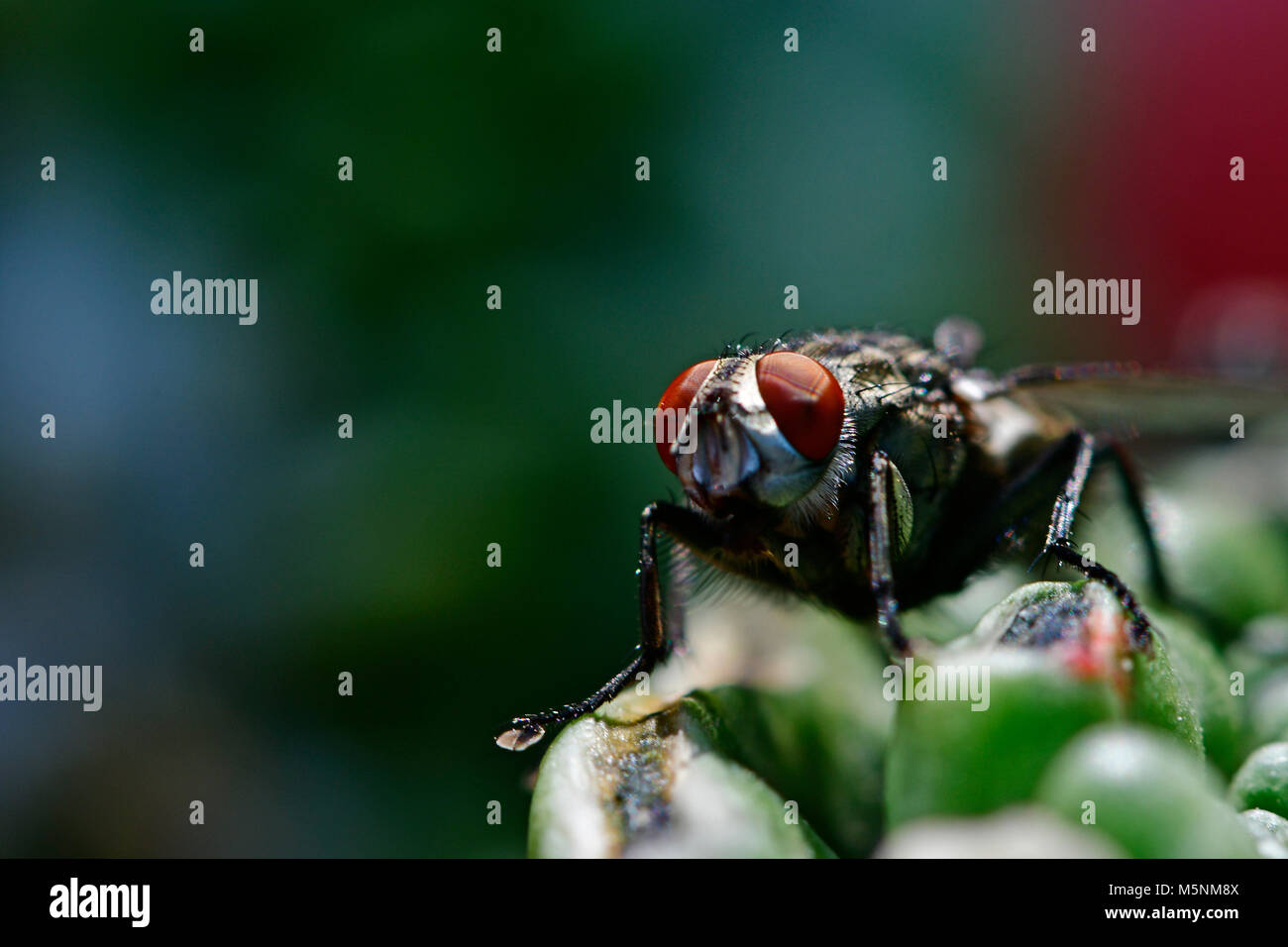 Macro photo of insects and flies looking straight into the camera Stock ...