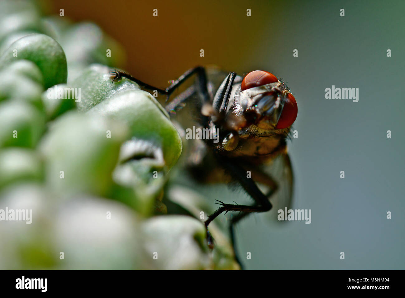 Macro photo of insects and flies looking straight into the camera Stock ...
