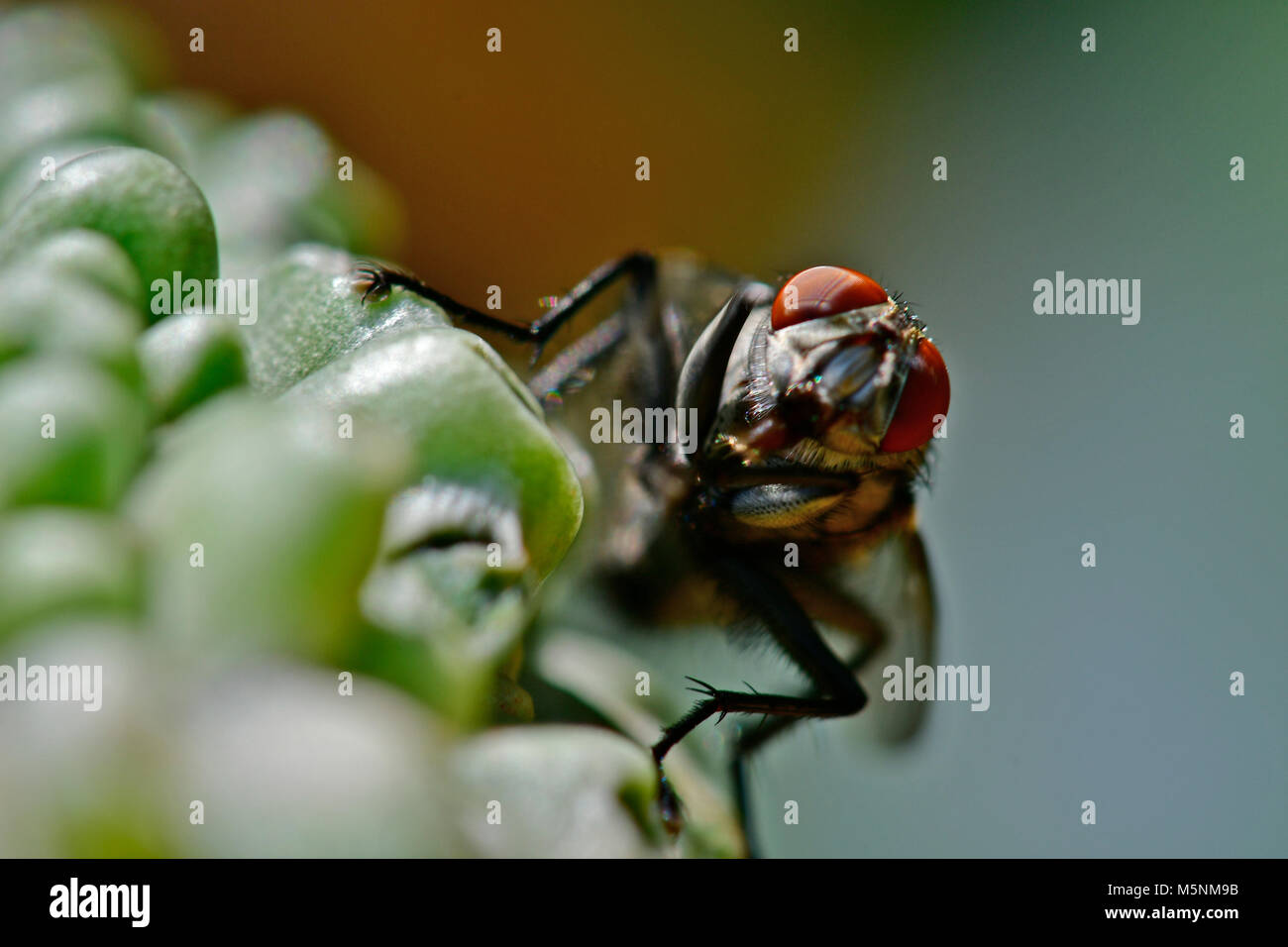 Macro photo of insects and flies looking straight into the camera Stock ...