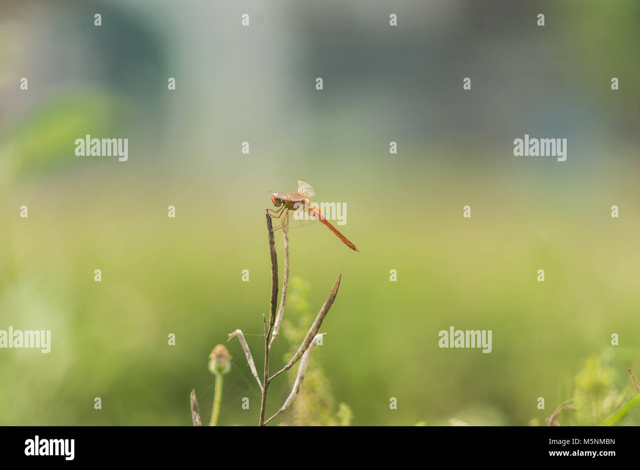 A red dragonfly perching on a plant Stock Photo - Alamy