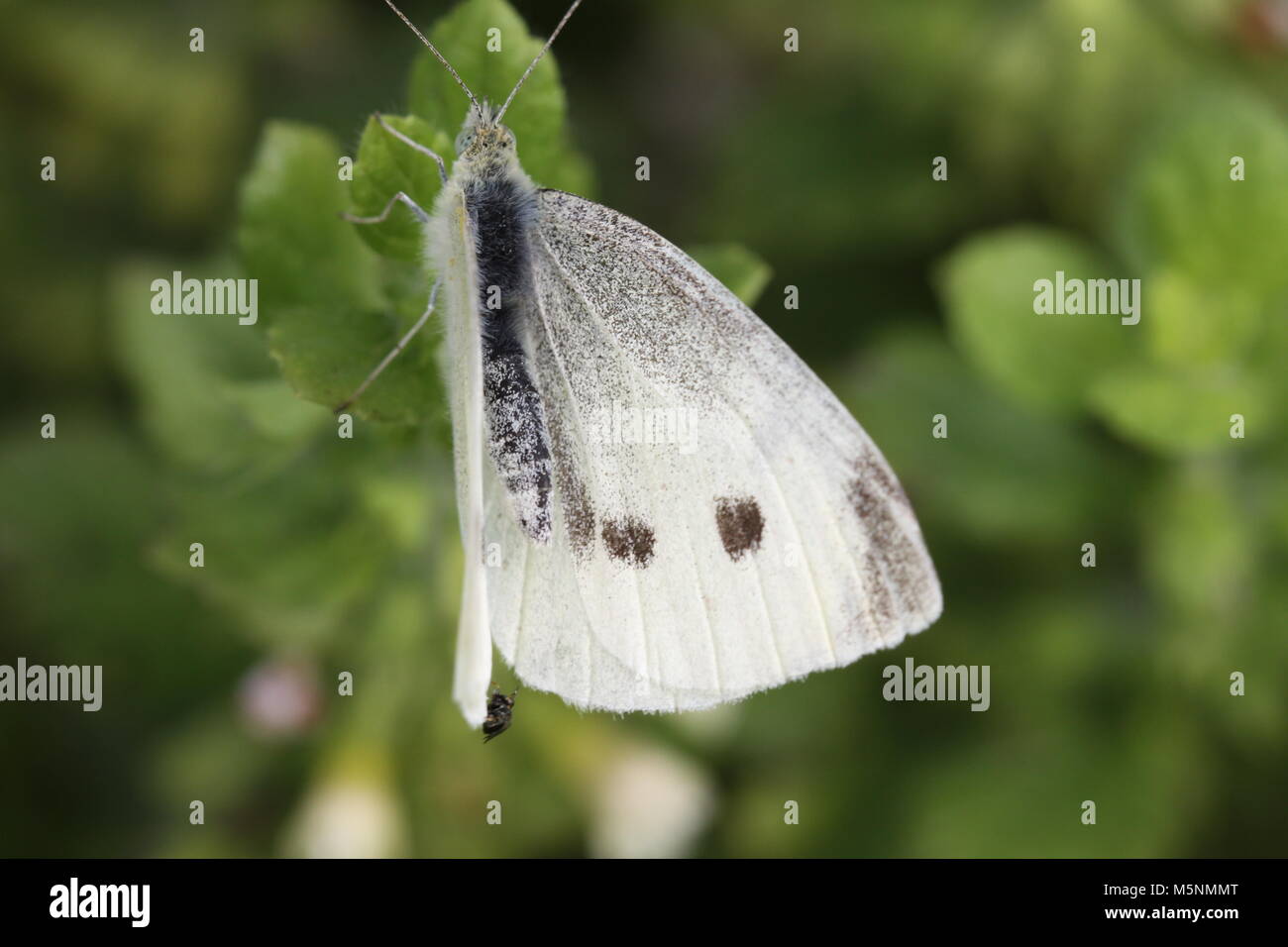 Small cabbage white butterfly Stock Photo - Alamy