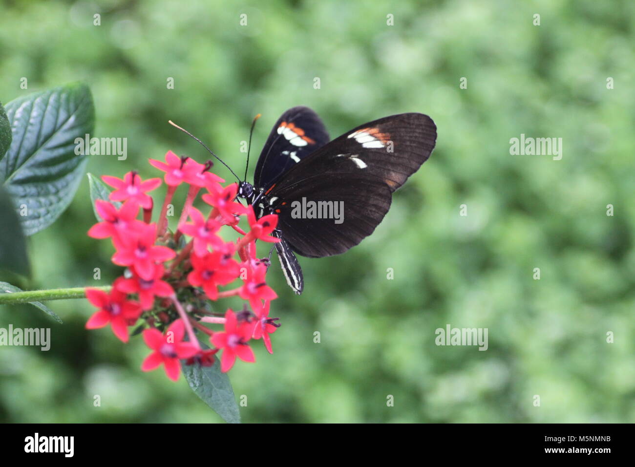 Beautiful colorful tropical butterfly Stock Photo - Alamy