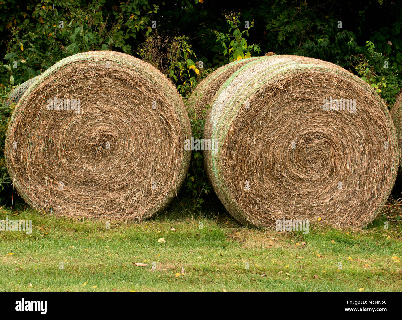 Process of harvesting, stacked hay bales for feeding animals Stock ...