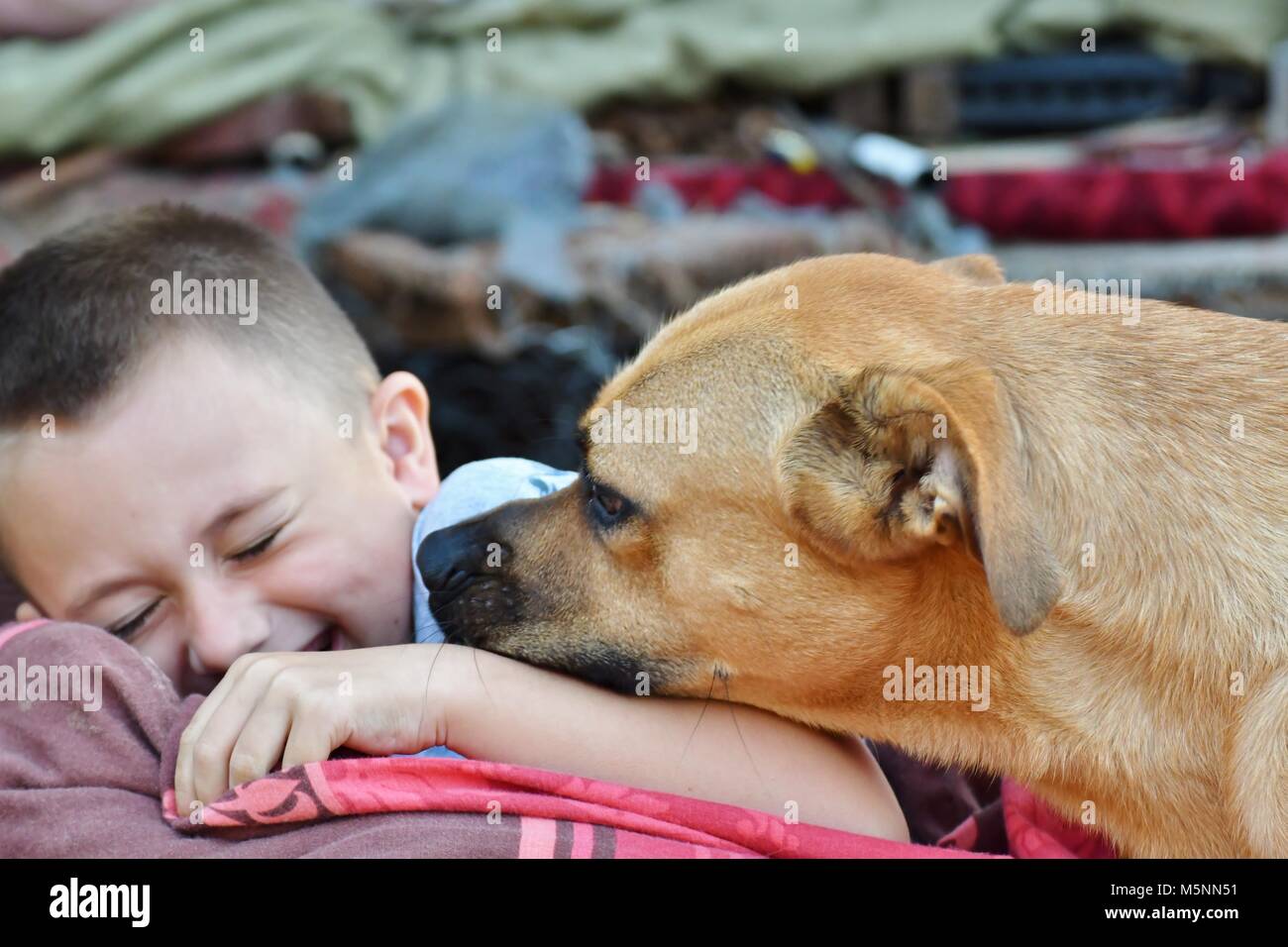 Smiling Little boy is having fun with nice dog as a best friends ...