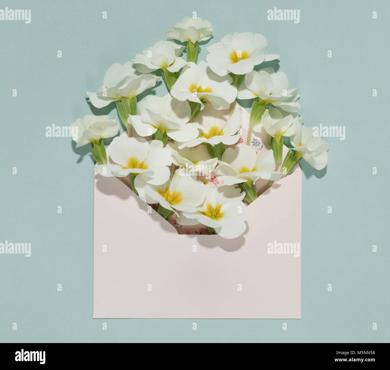 White primroses flower in envelope Stock Photo - Alamy