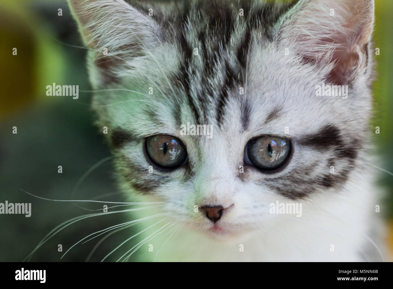 Portrait of a small sad kitten close up Stock Photo - Alamy