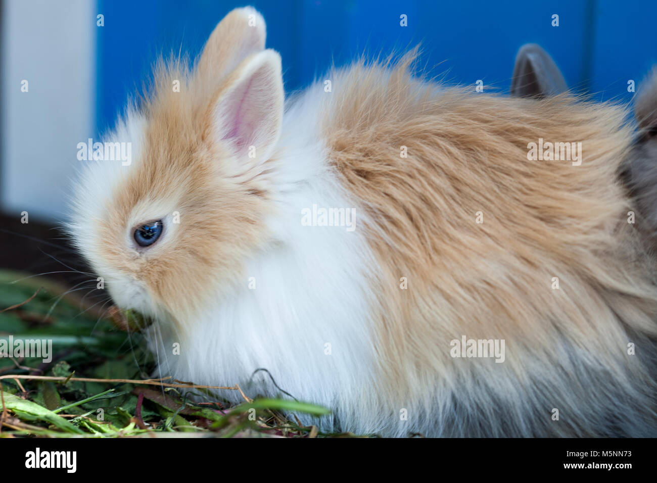Small fluffy rabbit hi-res stock photography and images - Alamy